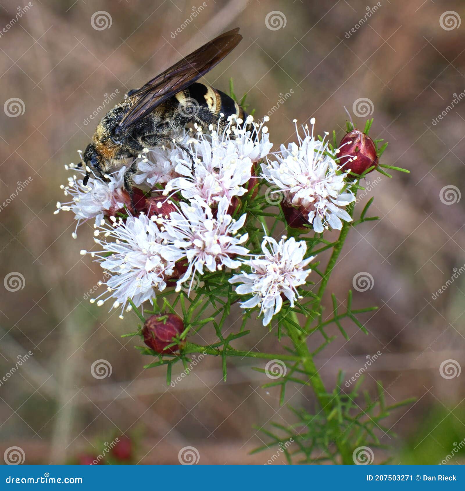 Cow Killer Wasp (Red Velvet Ant) Royalty-Free Stock Photography ...