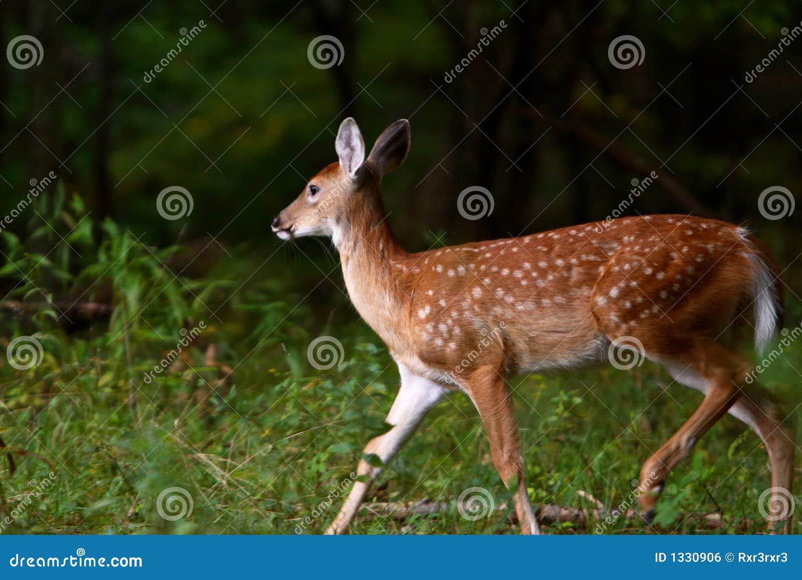 Summer Fawn 5 stock photo. Image of foliage, antler, camouflage - 1330906