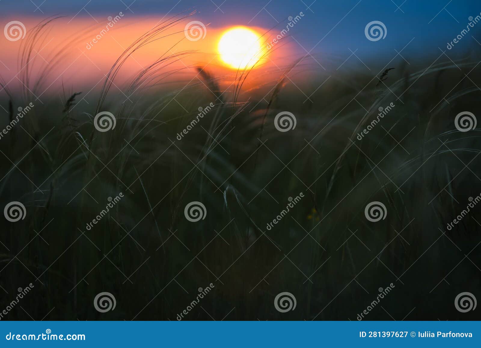 Summer Feather Grass in the Field at Sunset Stock Image - Image of ...