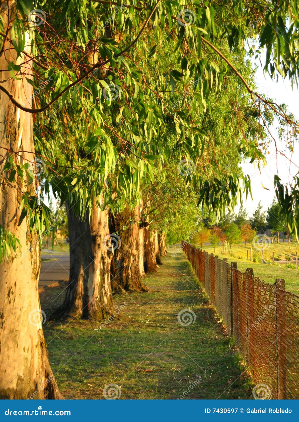 Summer Fence Line stock image. Image of field, ranch, grass - 7430597
