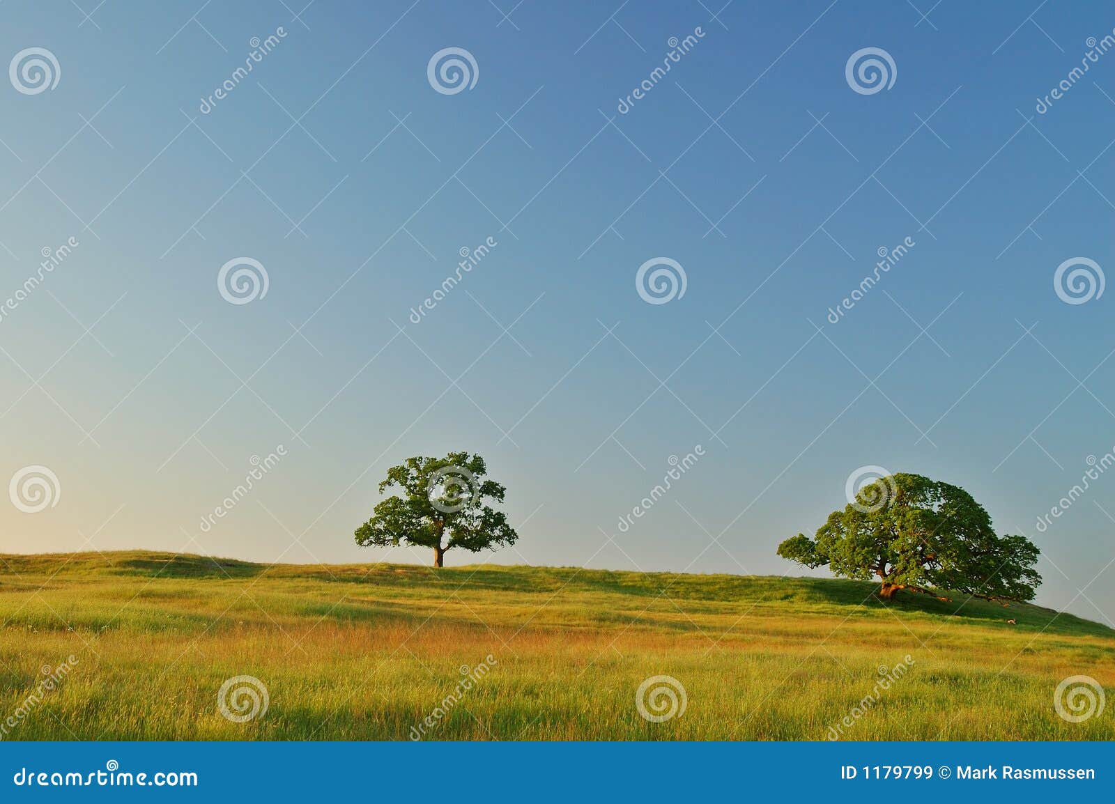 Summer field stock image. Image of summertime, summer - 1179799
