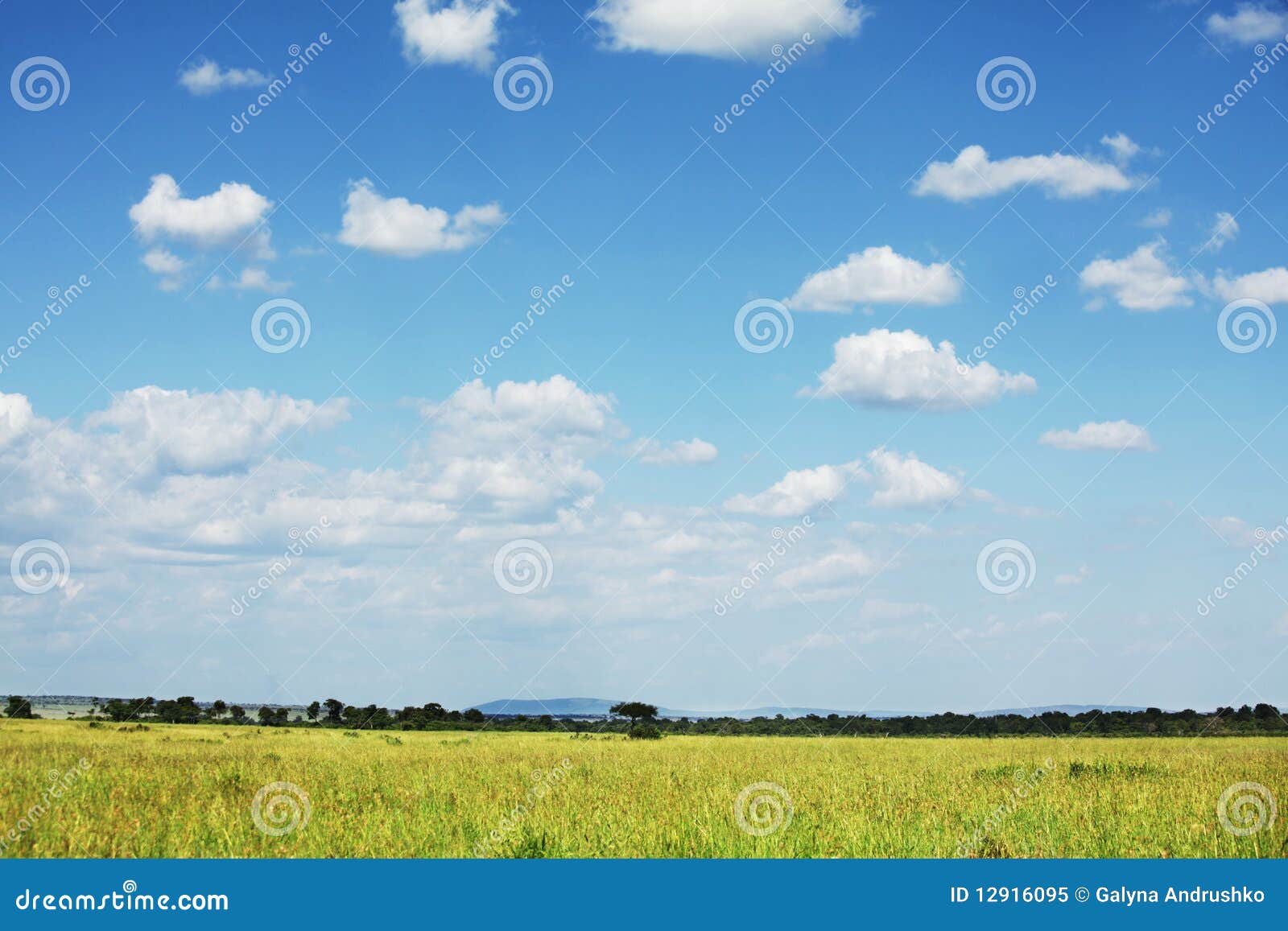 Summer field stock image. Image of grass, country, forest - 12916095