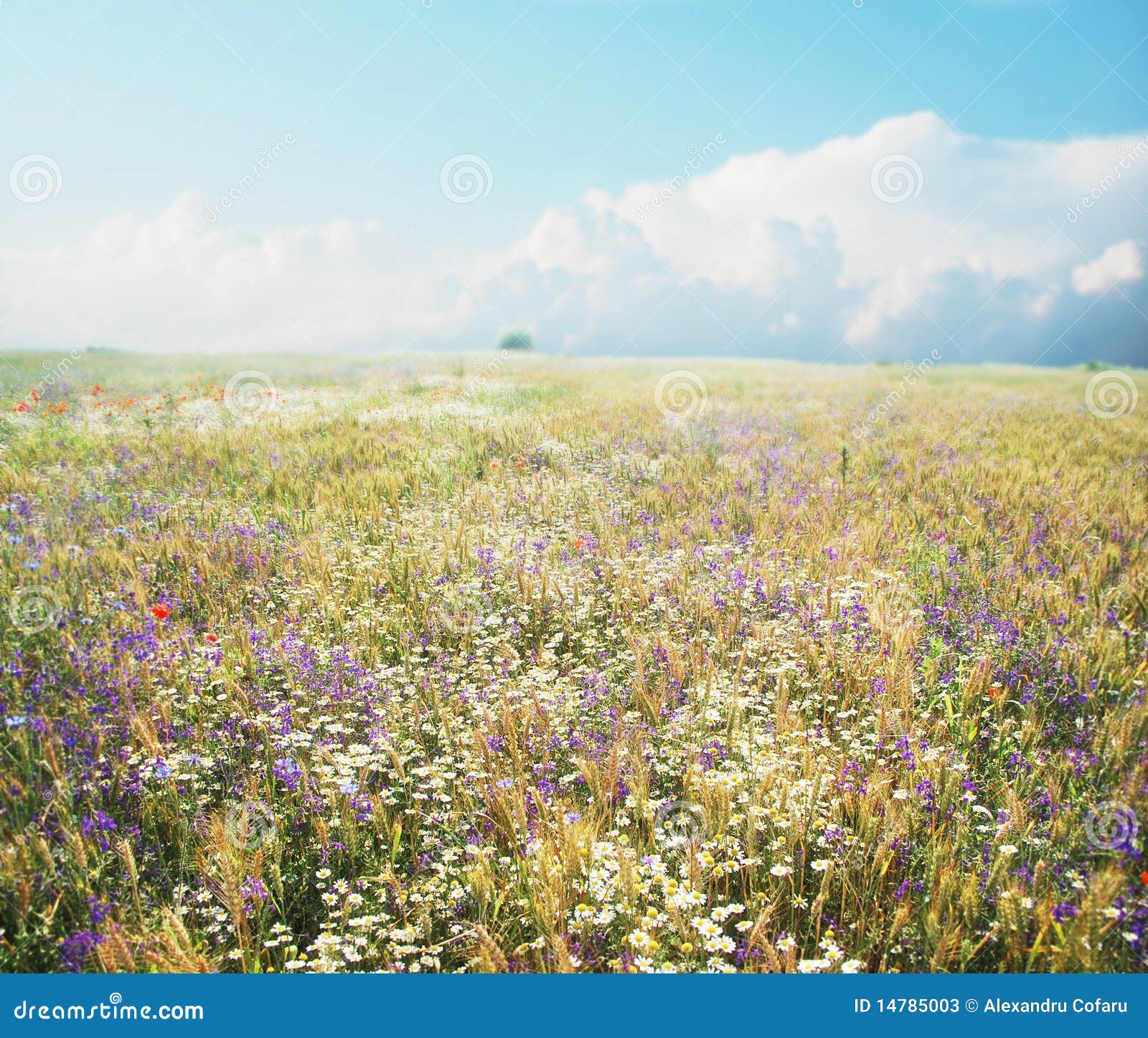 Summer field stock image. Image of natural, landscaped - 14785003