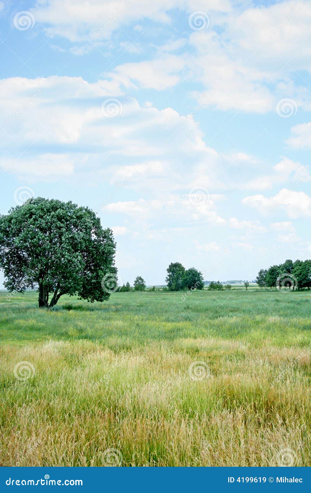 Summer field stock image. Image of color, clouds, beauty - 4199619