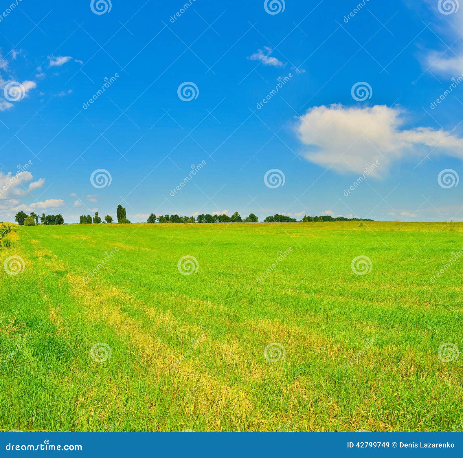 Summer field stock image. Image of green, summer, rural - 42799749