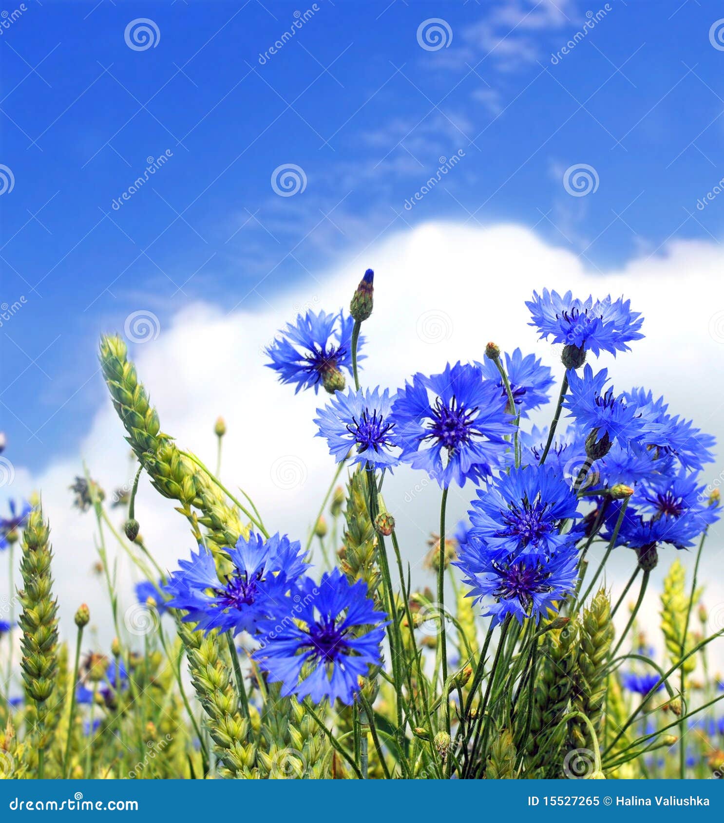 Summer Field from Blue Cornflower Stock Image - Image of stem, straw ...