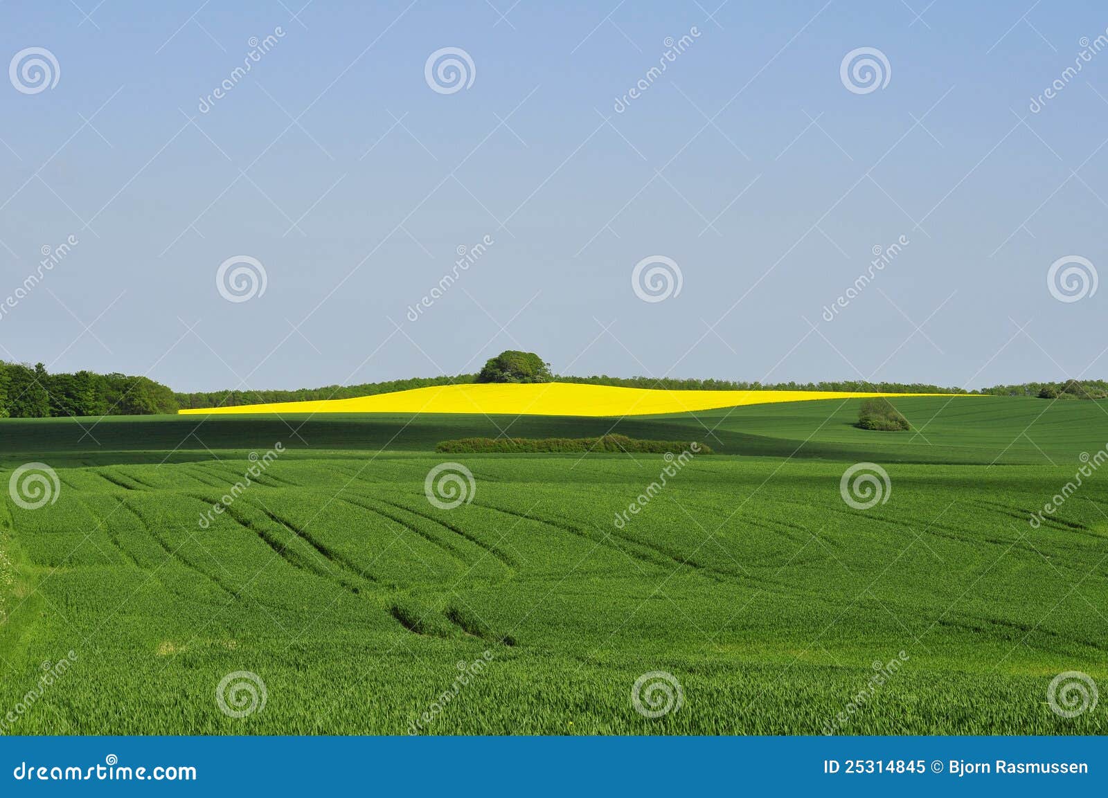 Summer Field in Denmark stock image. Image of forest - 25314845
