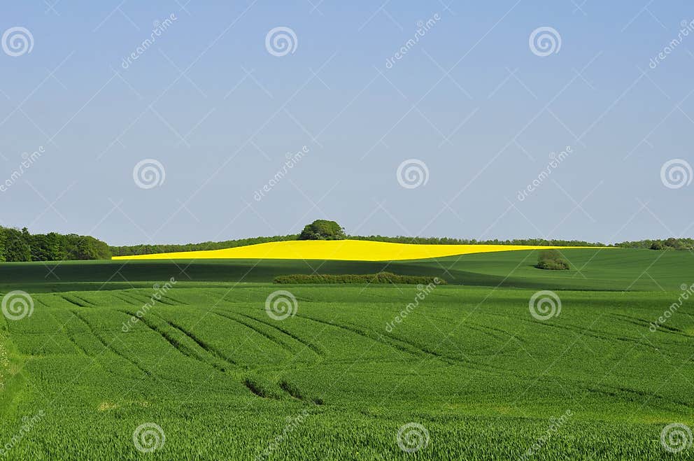 Summer Field in Denmark stock image. Image of forest - 25314845