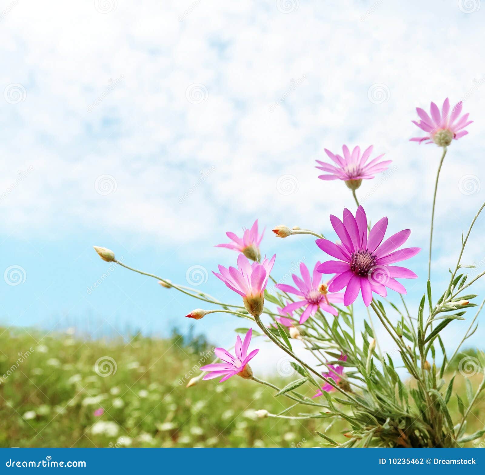Summer field flowers stock photo. Image of blossom, botany - 10235462