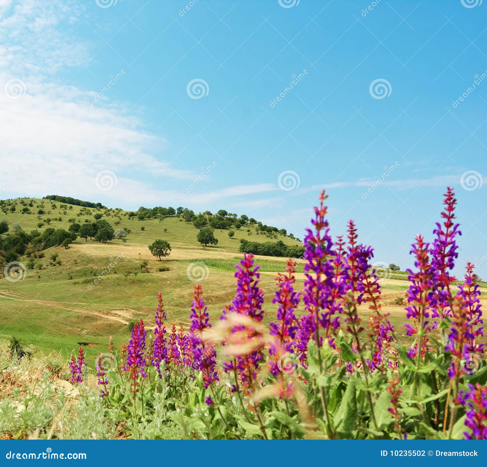 Summer field flowers stock photo. Image of closeup, petals - 10235502