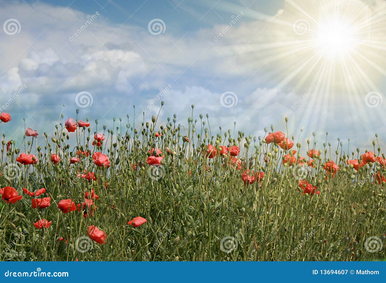 Summer Field with Flowers and Sun Stock Image - Image of prairie ...