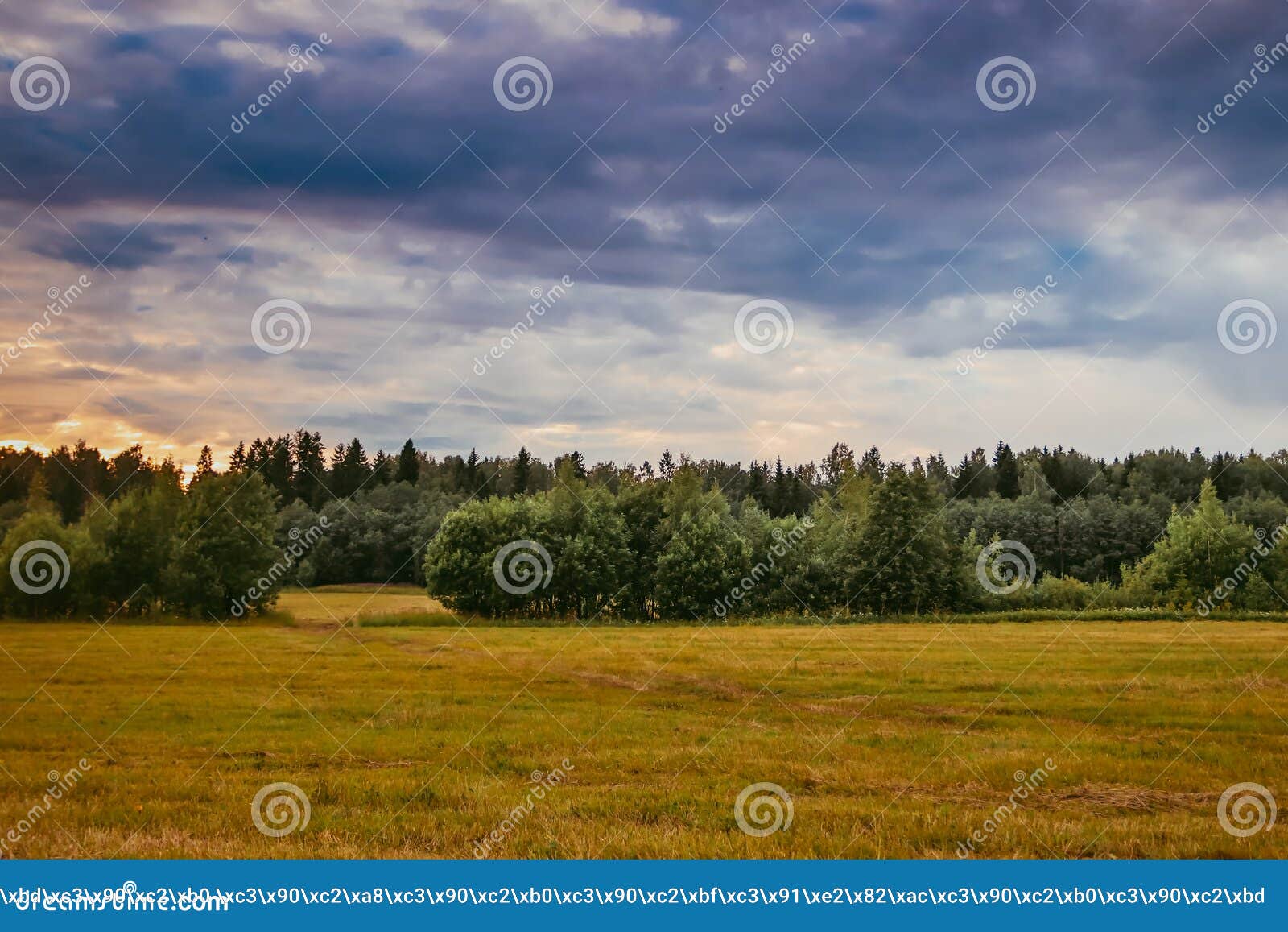 Summer Field Landscape. Russian Open Spaces. Field and Sky Field ...