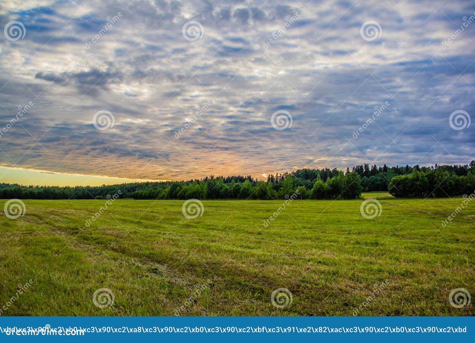 Summer Field Landscape. Russian Open Spaces. Field and Sky Field ...