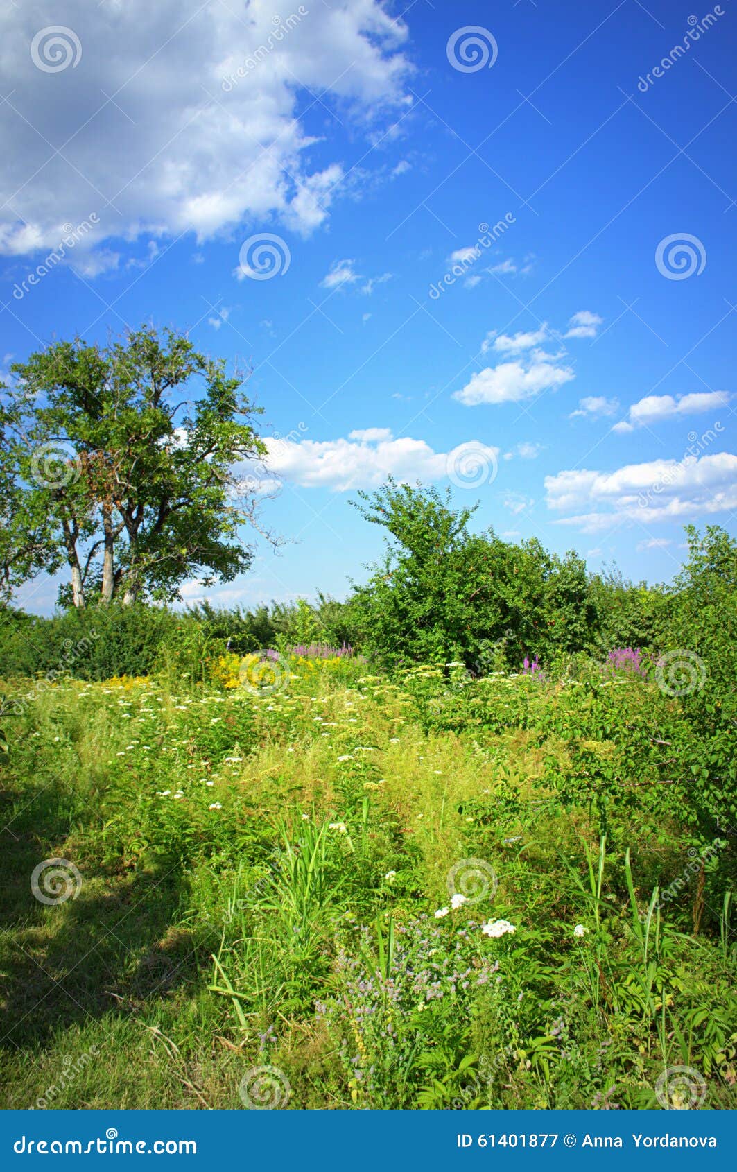 Summer field lush greenery stock image. Image of idyll - 61401877