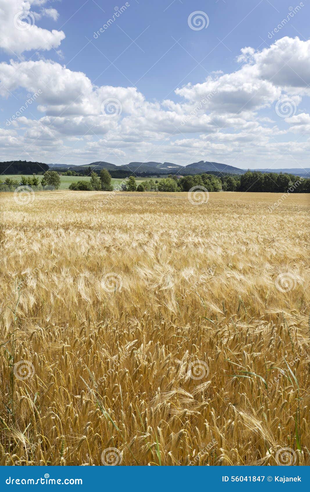 Summer Field of the Ripe Barley Stock Image - Image of spikes ...