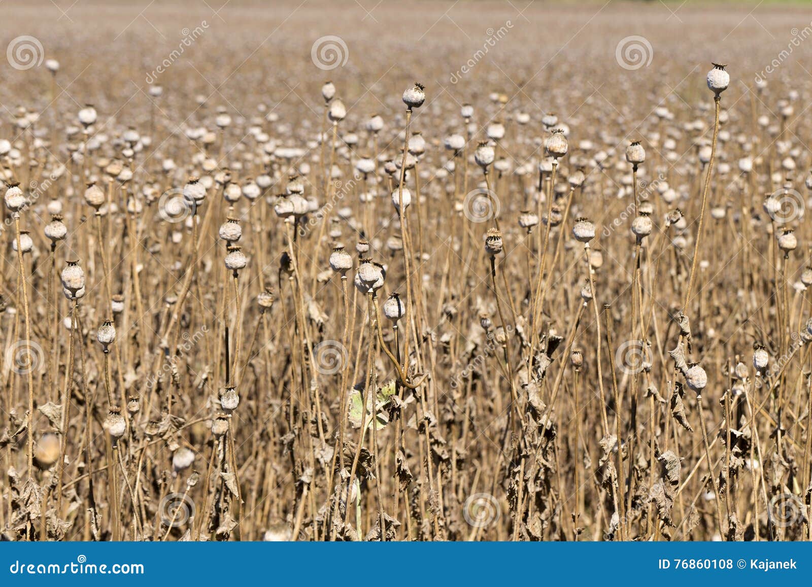 Summer Field of the Ripe White Poppy Stock Photo - Image of nature ...