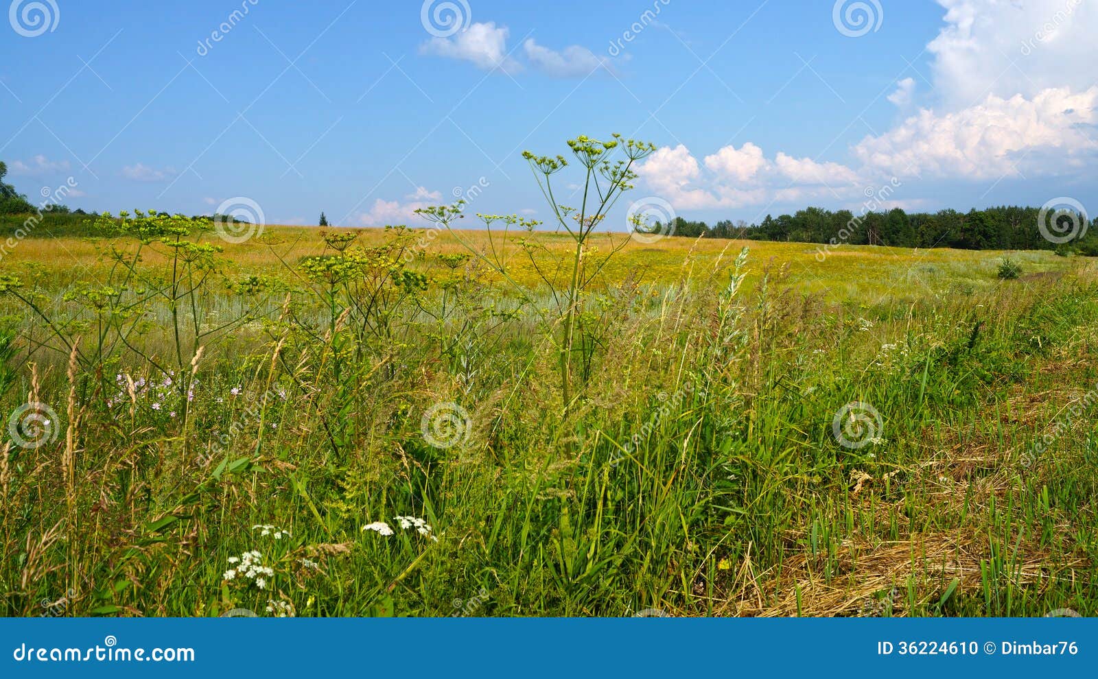 Summer Field on a Sunny Day Stock Photo - Image of grass, hill: 36224610