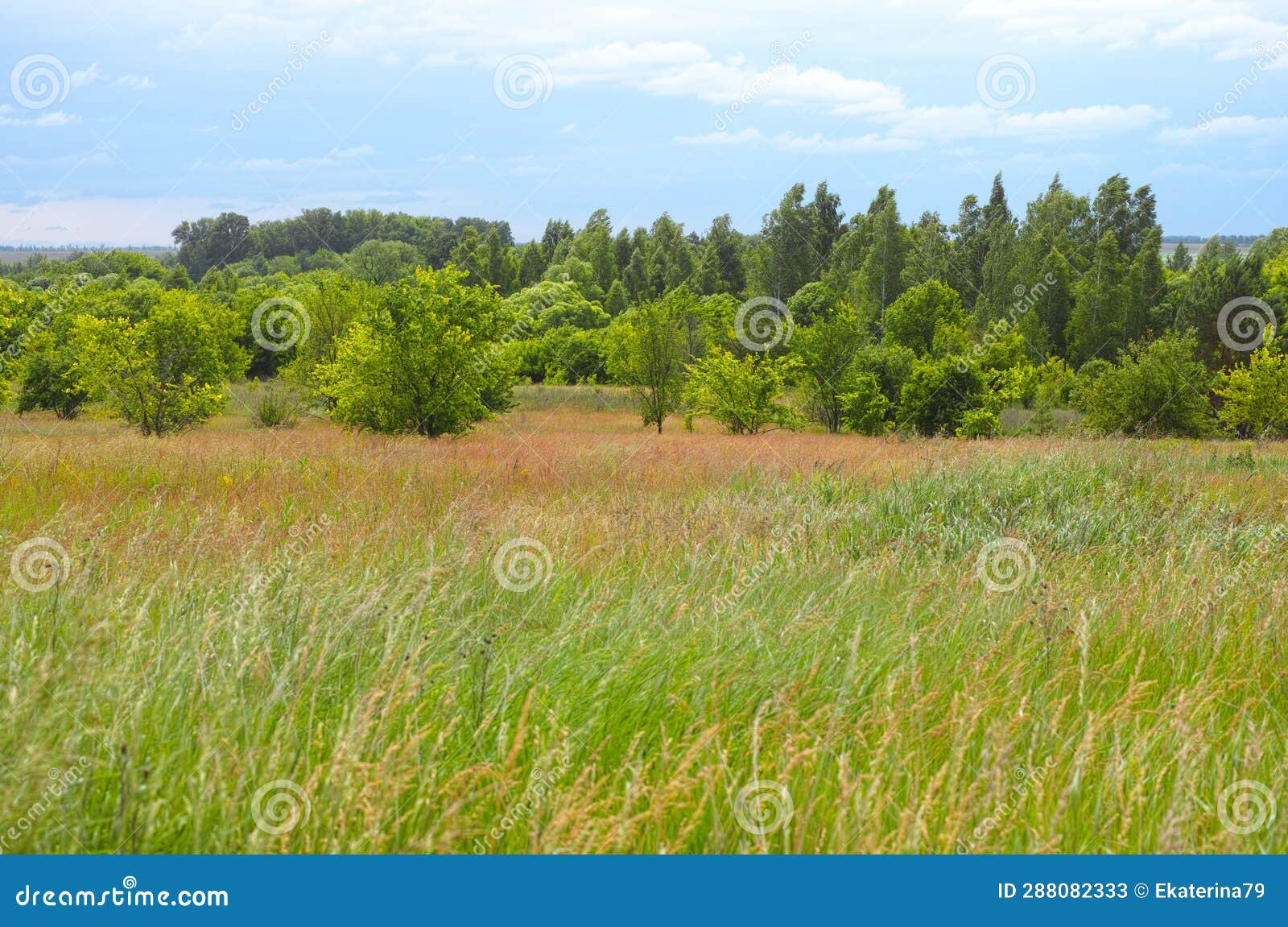 Summer Field with Trees in the Background Stock Image - Image of wind ...