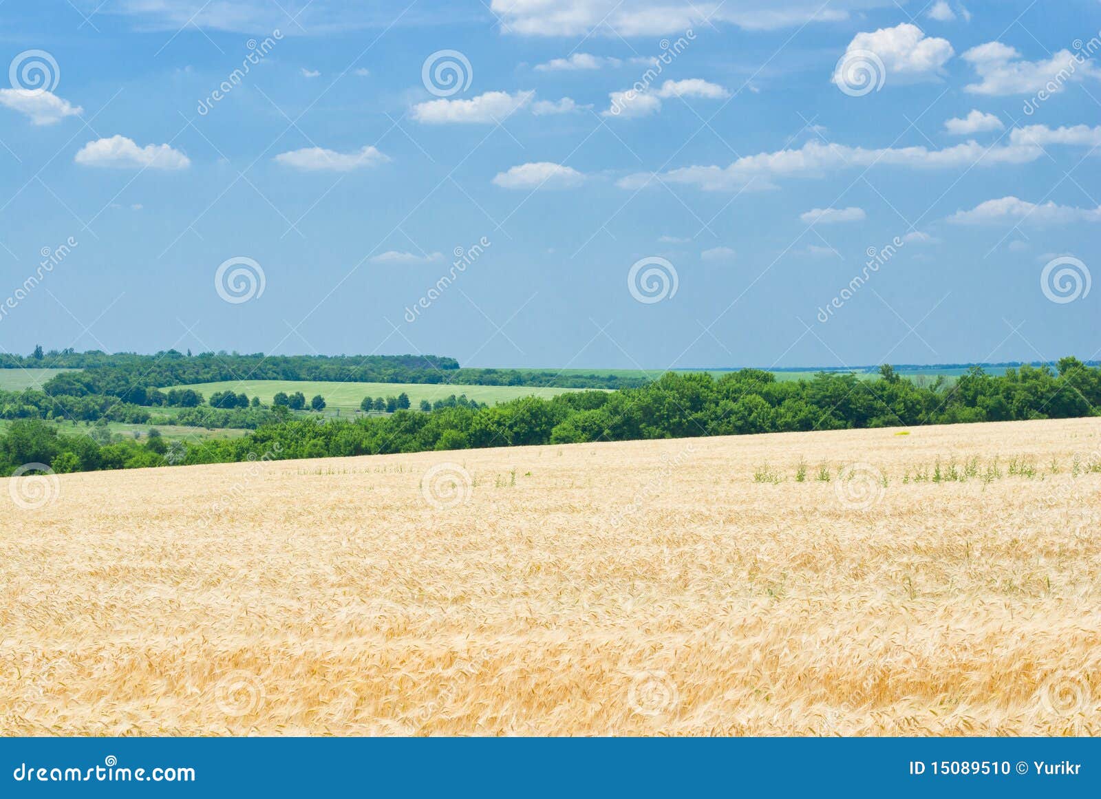 Summer in fields. stock photo. Image of natural, economy - 15089510