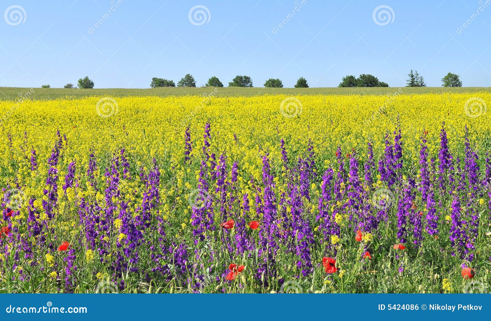 Summer fields stock photo. Image of field, skies, summer - 5424086