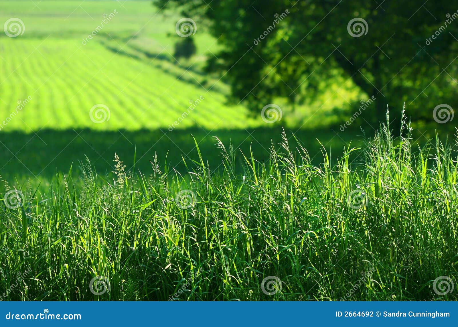 Summer fields of green stock photo. Image of colorful - 2664692