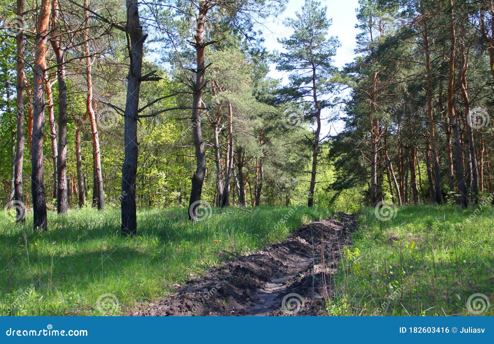 Summer Fire Ditch in Forest among Grass Stock Photo - Image of plow ...