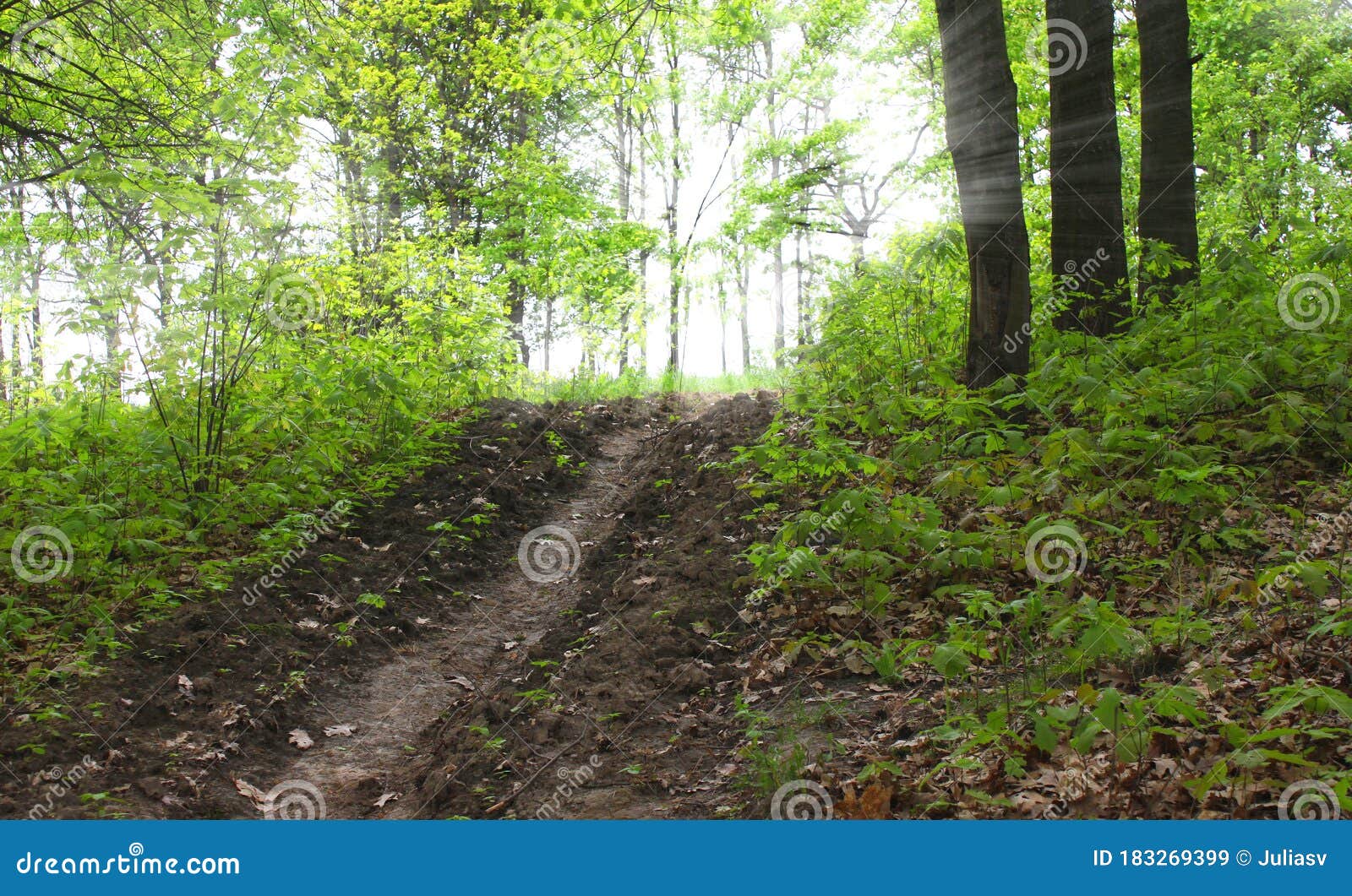 Summer Fire Ditch in Forest among Grass Stock Image - Image of forestry ...