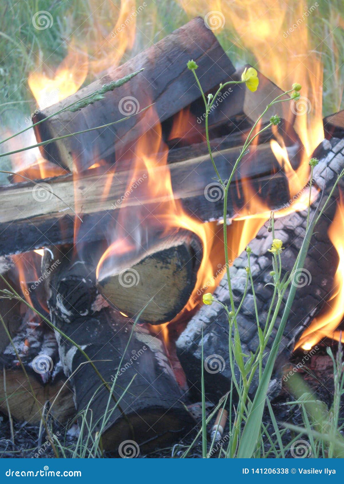 Summer Fire and Flowers on a Background of Fire. Stock Photo - Image of ...