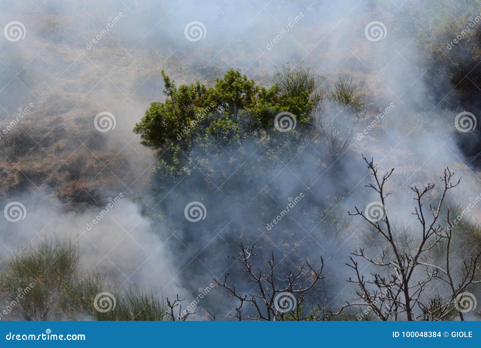 Summer fire, South Italy. stock photo. Image of vegetation - 100048384