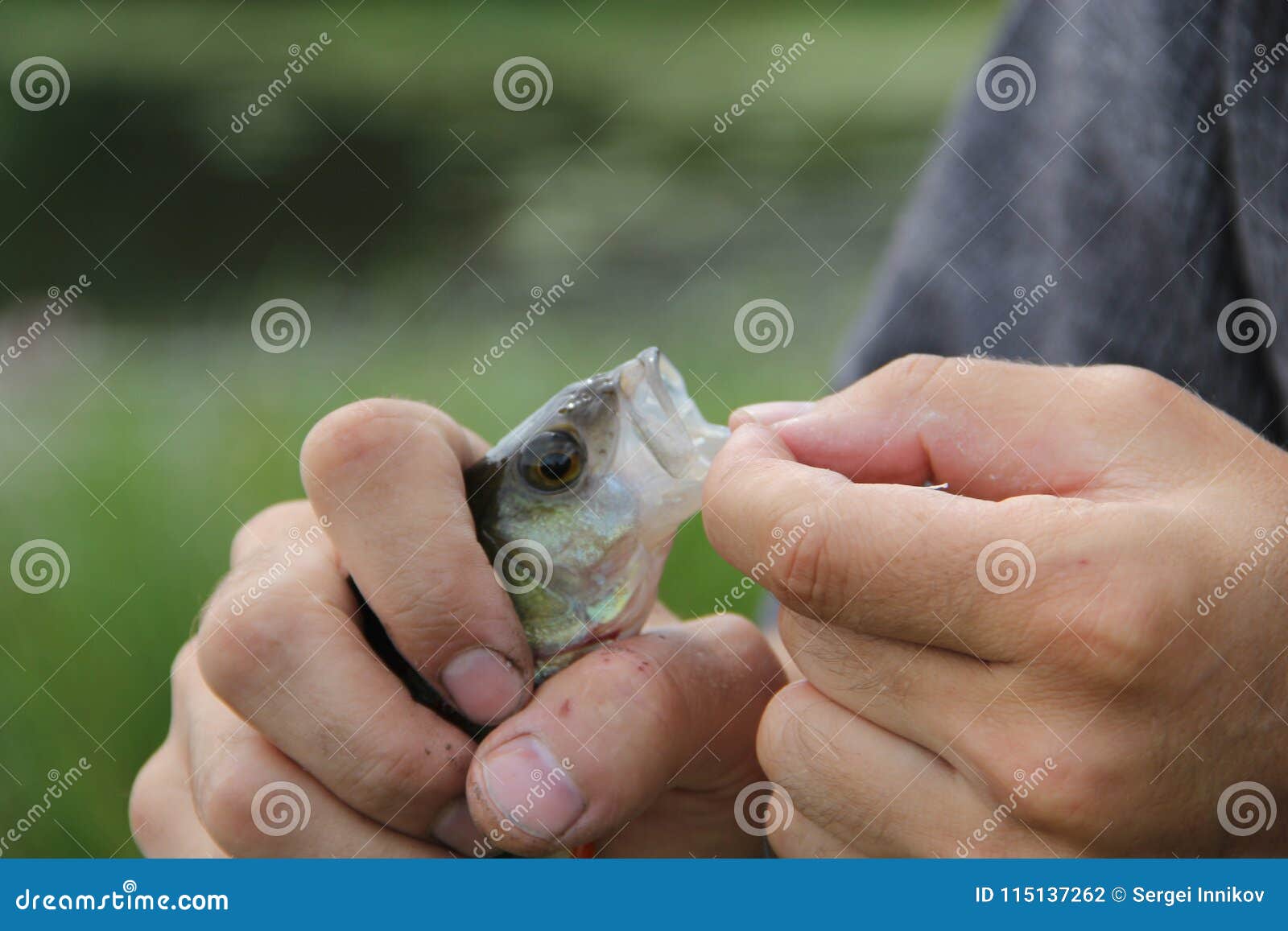 Summer Fishing. Remove Fish from the Hook Stock Photo - Image of lure ... Summer Fishing. Remove Fish from the Hook Stock Photo - Image of lure ...