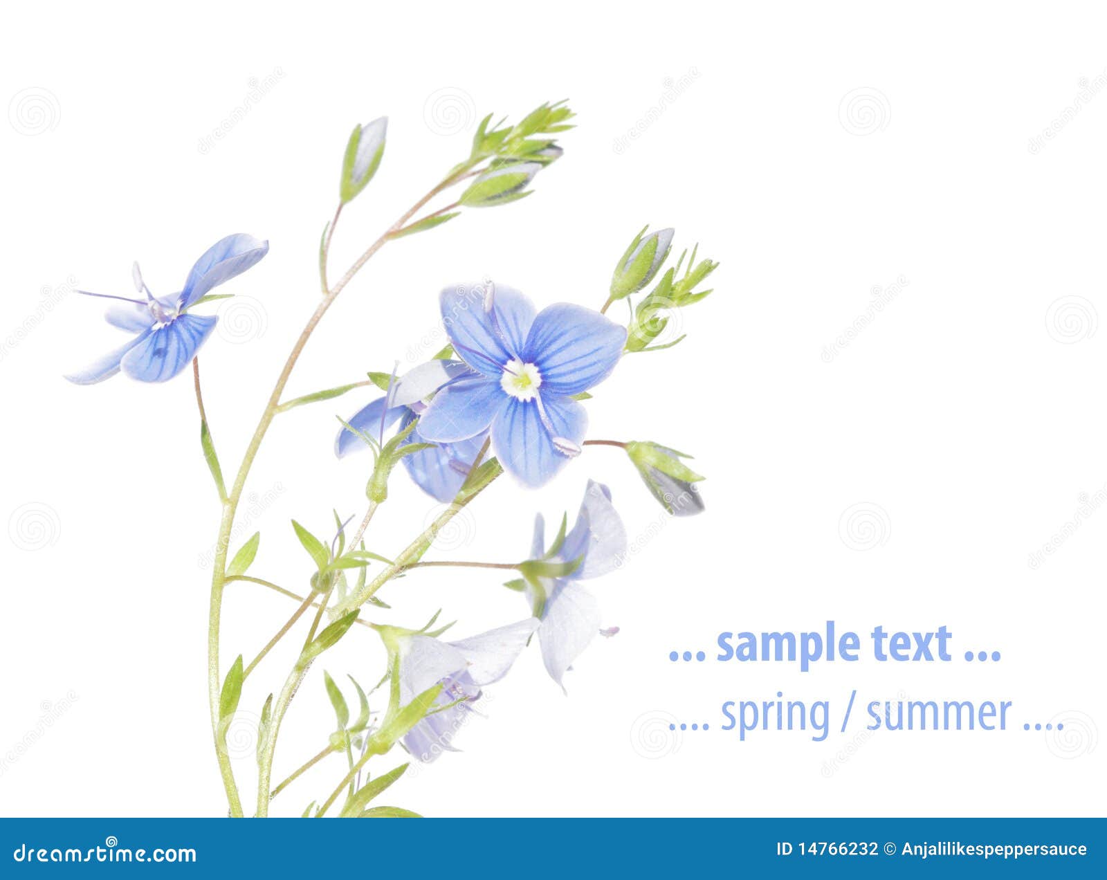 Summer flora stock photo. Image of leaf, background, blue - 14766232