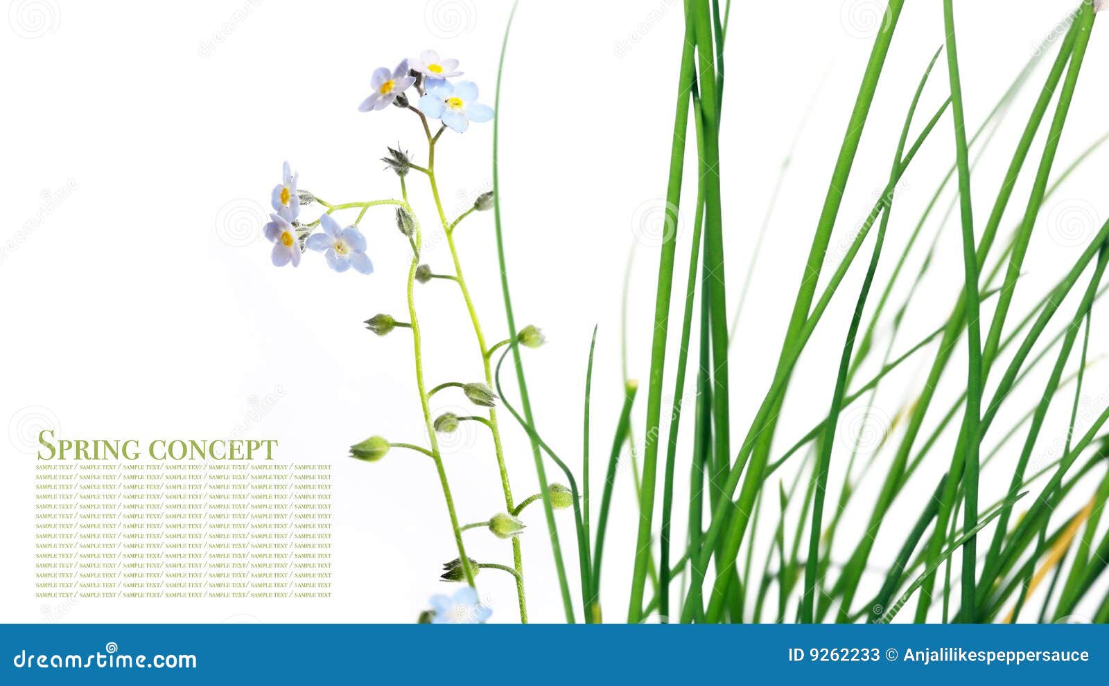 Summer flora stock image. Image of horticultural, botanical - 9262233