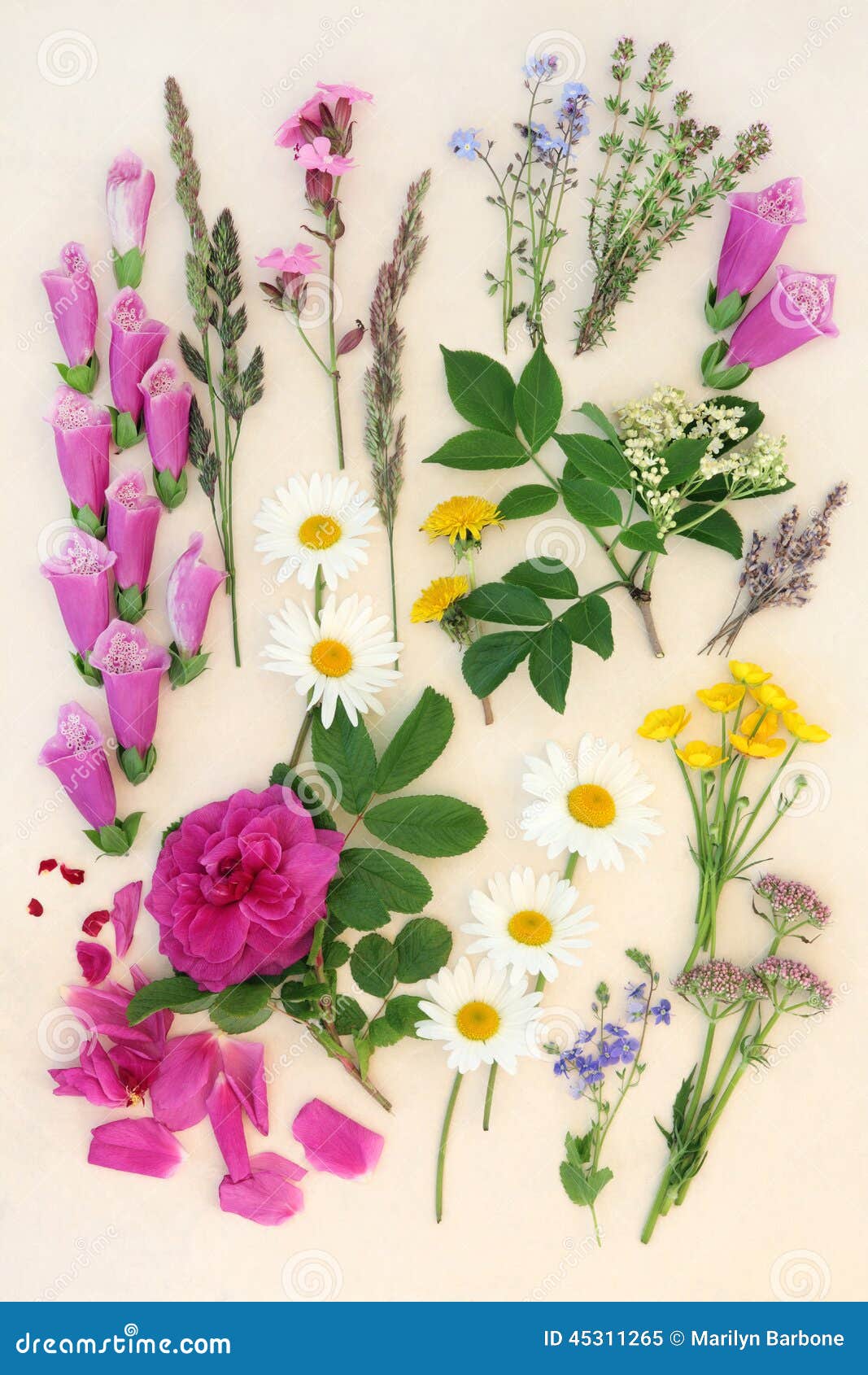 Summer Floral Nature Study stock image. Image of daisy - 45311265