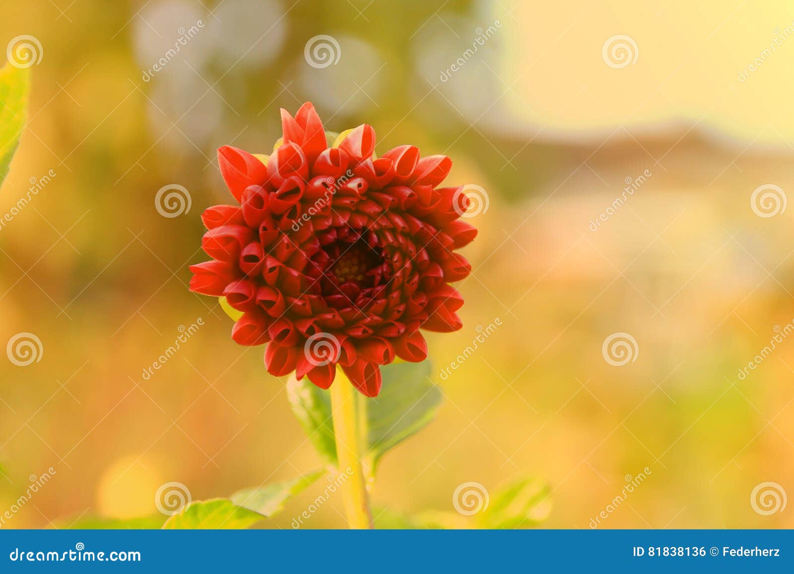 Summer flower stock photo. Image of flower, closeup, beautiful - 81838136