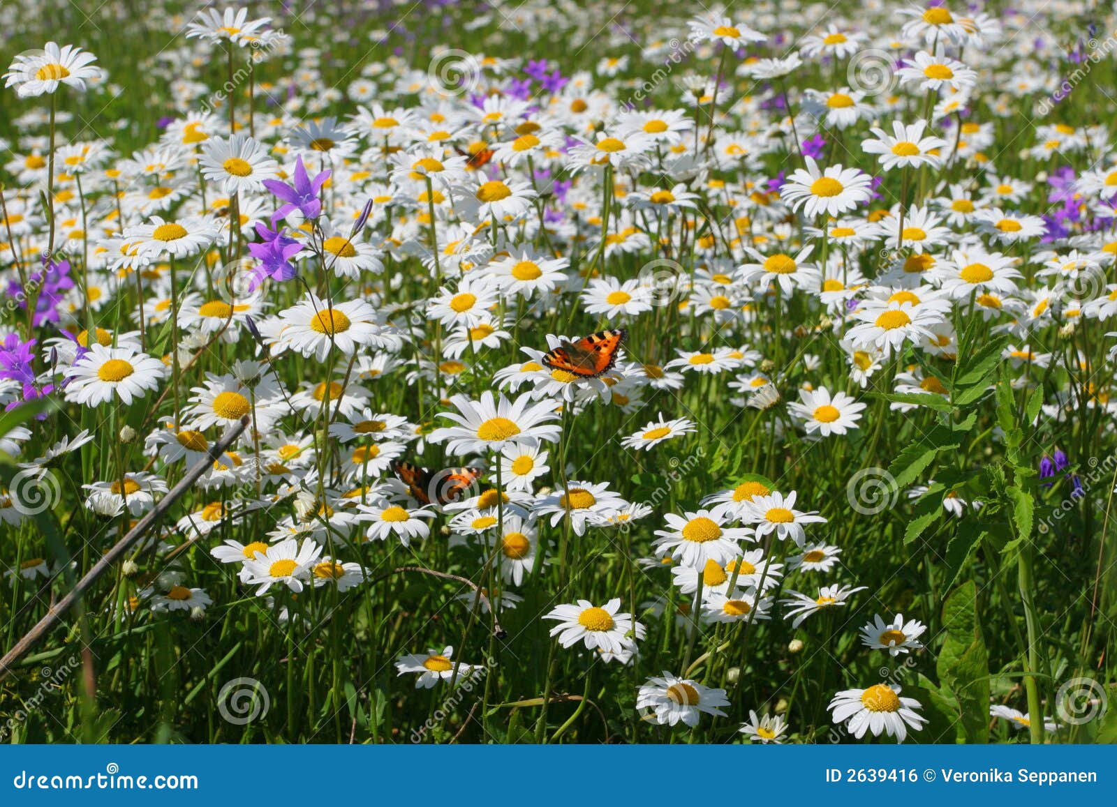Summer flower field stock photo. Image of flower, flowering - 2639416