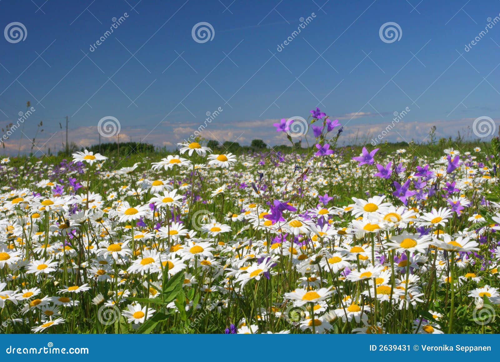 Summer flower field stock image. Image of close, chamomile - 2639431