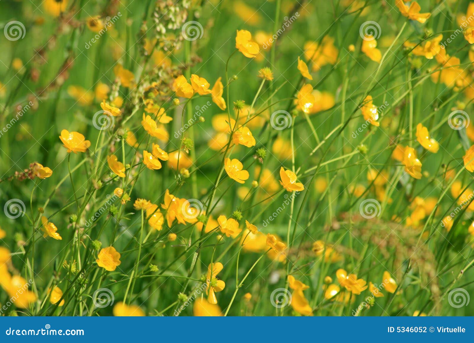 Summer flower field stock photo. Image of blossom, green - 5346052