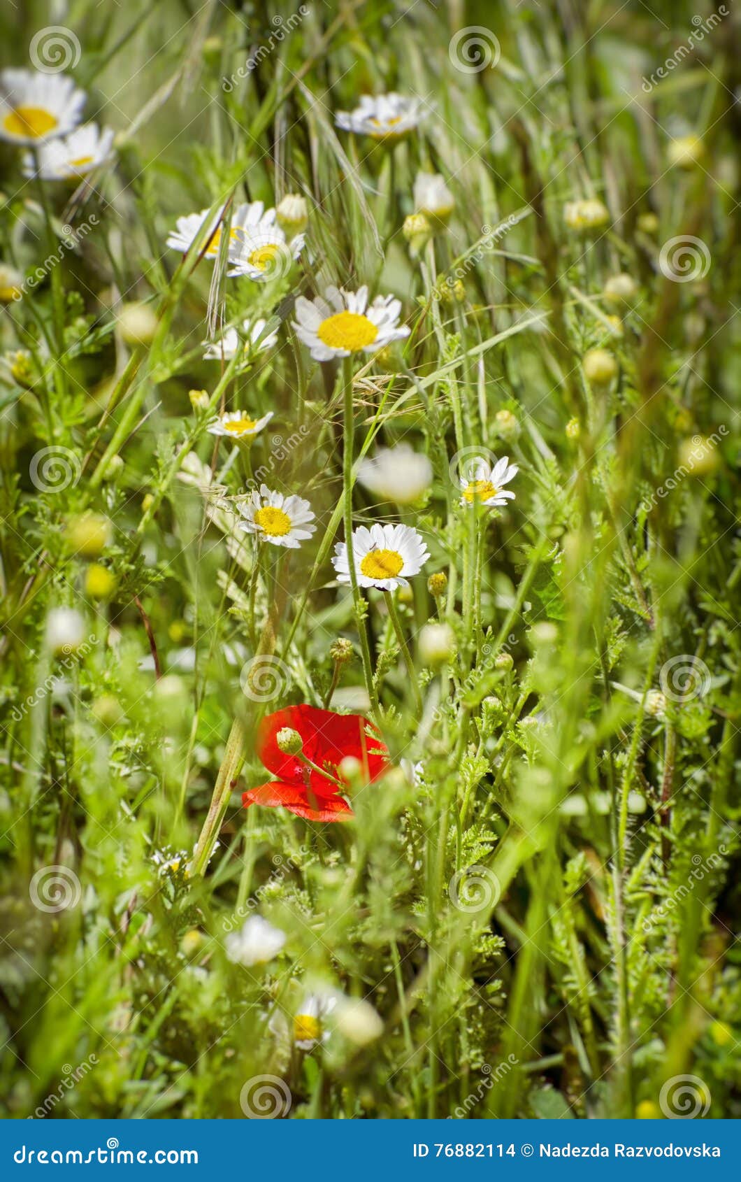 Summer Flower Field stock photo. Image of grass, scene - 76882114