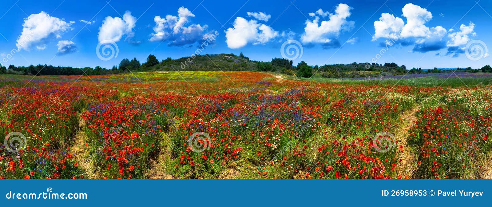 Summer Flower Field in France Stock Image - Image of landscape, outdoor ...