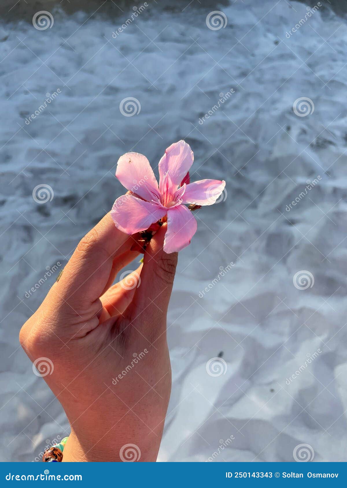 A Summer Flower in the Hand of a Young Girl. Stock Image - Image of ...
