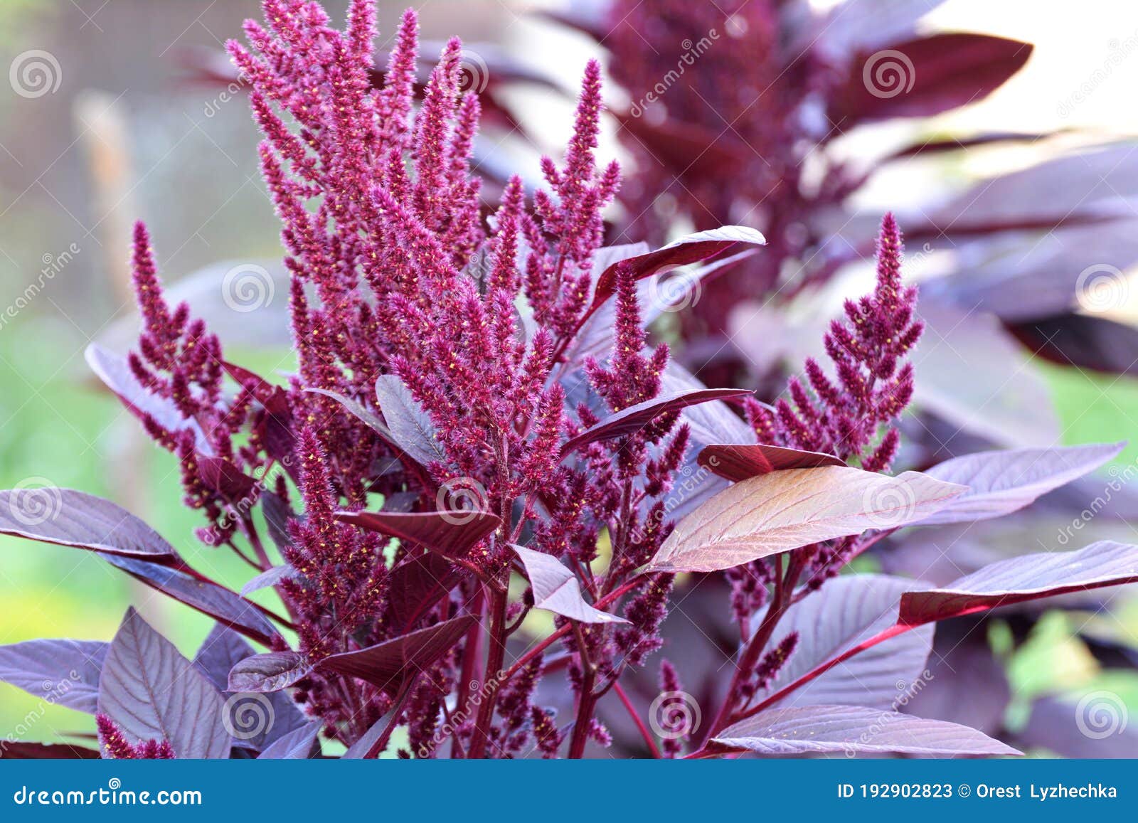 Summer flowering amaranth stock image. Image of bloom - 192902823