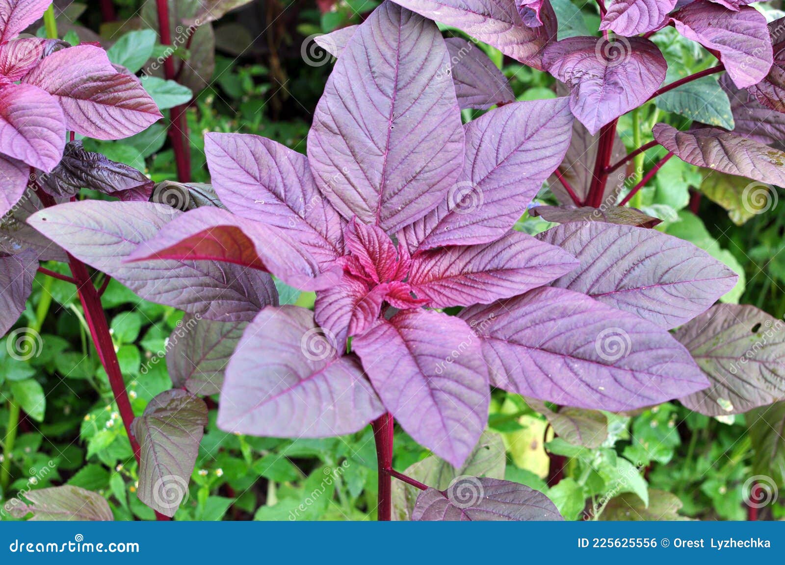 Summer flowering amaranth stock photo. Image of plant - 225625556