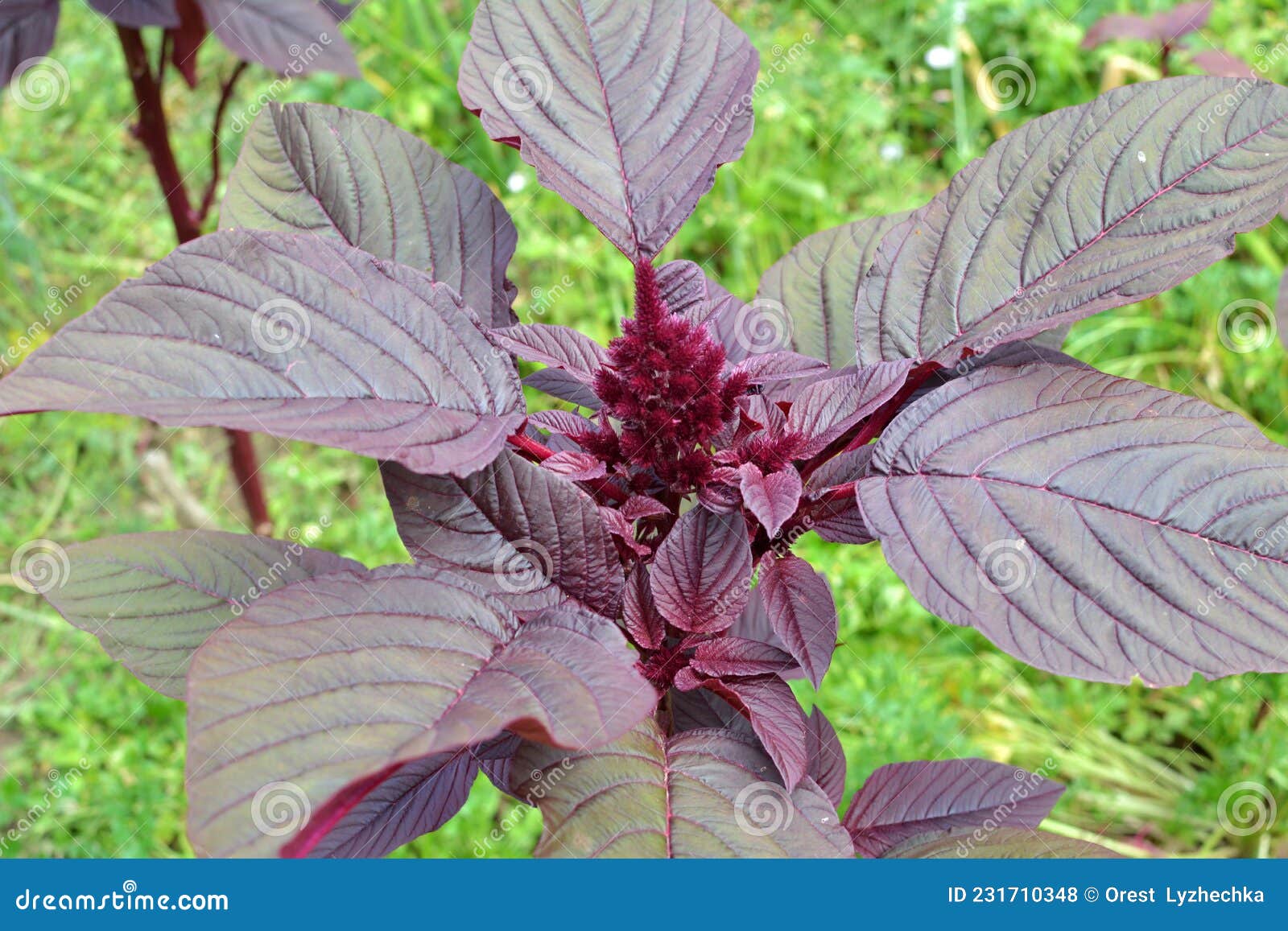 Summer flowering amaranth stock photo. Image of closeup - 231710348