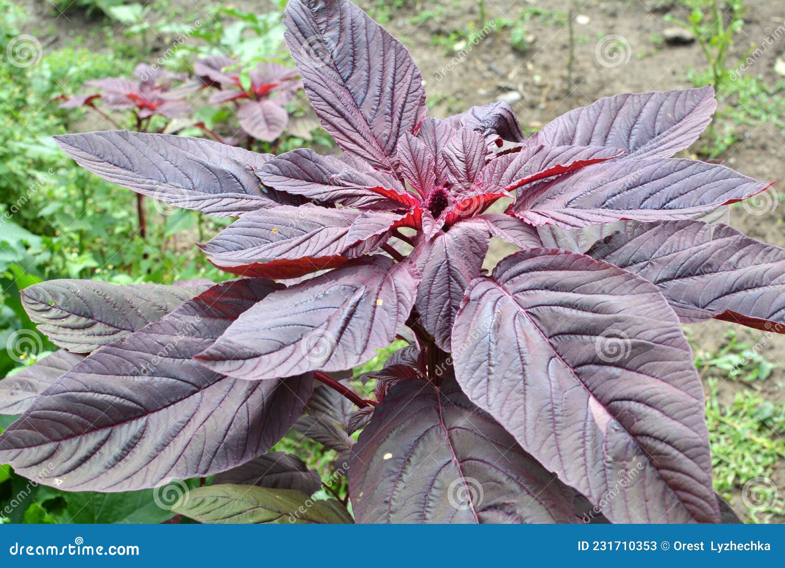 Summer flowering amaranth stock image. Image of nature - 231710353