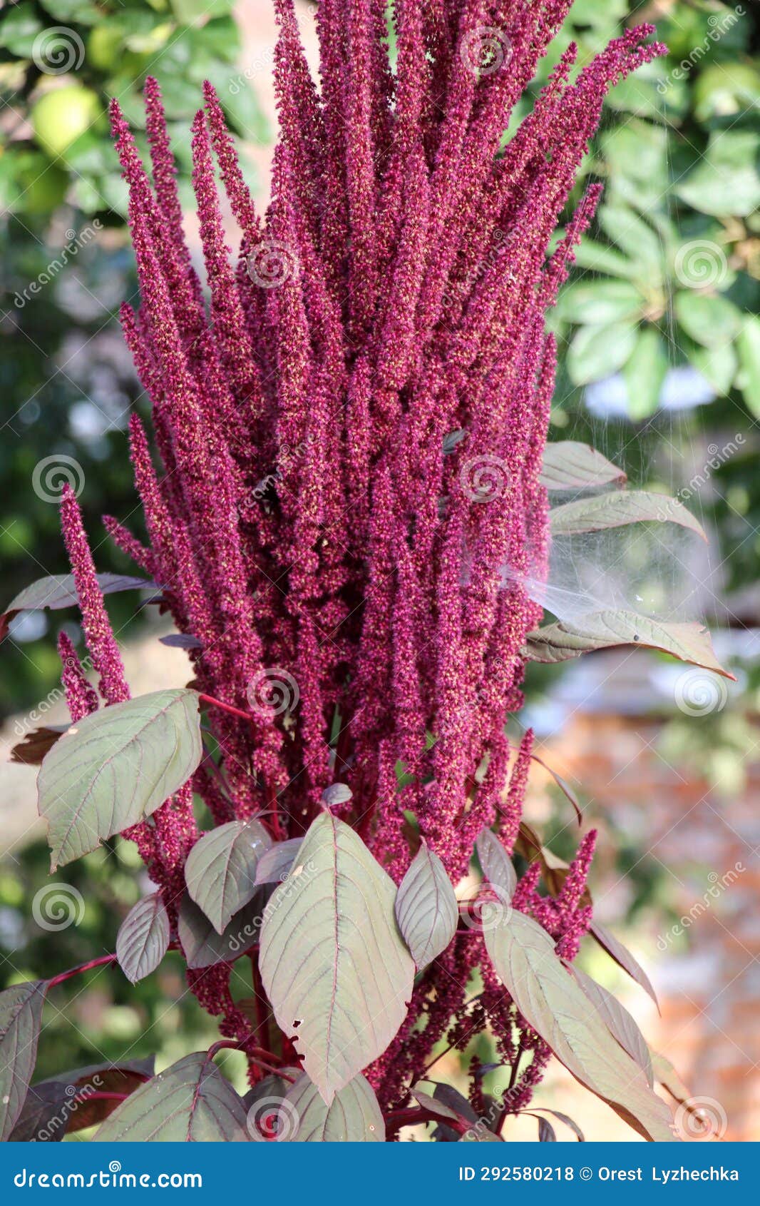 Summer flowering amaranth stock photo. Image of purple - 292580218