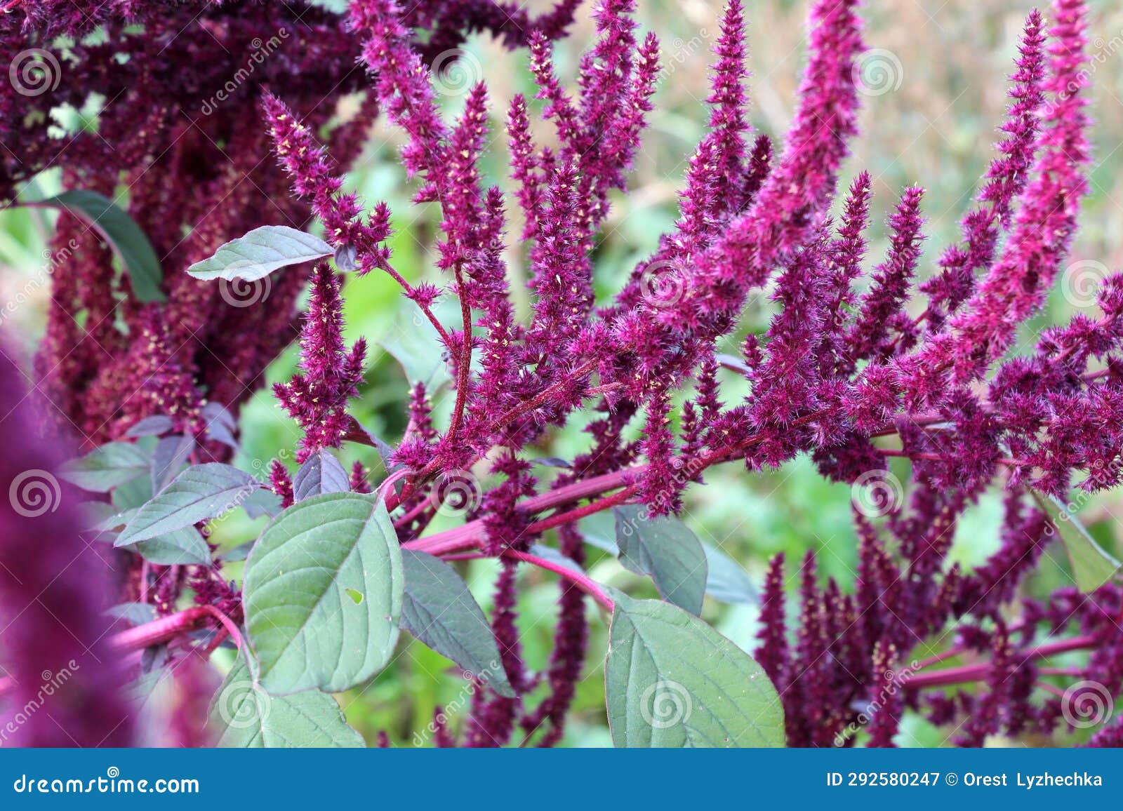 Summer flowering amaranth stock image. Image of plantation - 292580247
