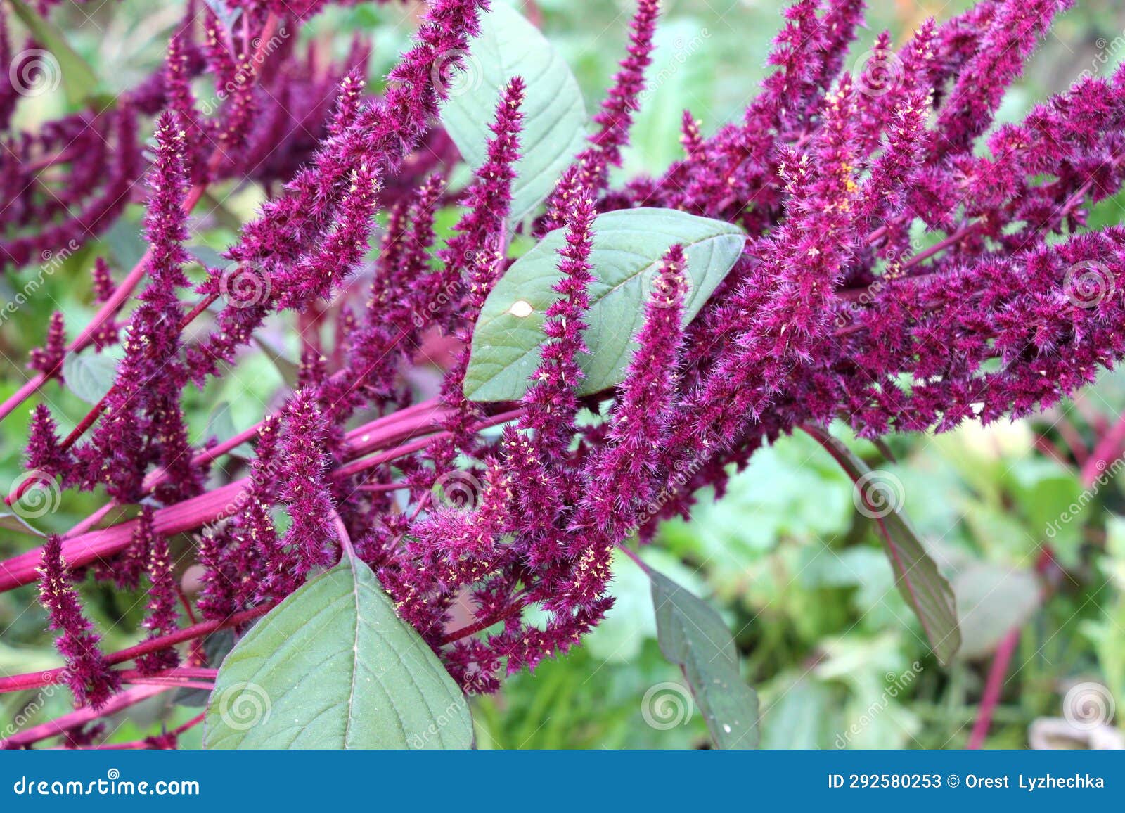 Summer flowering amaranth stock image. Image of blooming - 292580253