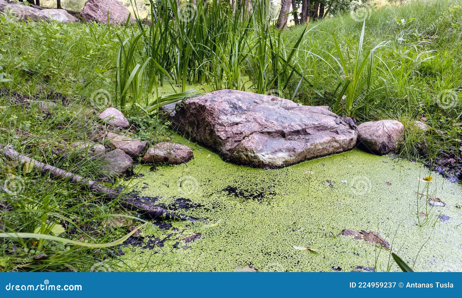 Flowering Water Algae in a Stream Stock Image - Image of ecology, algae ...