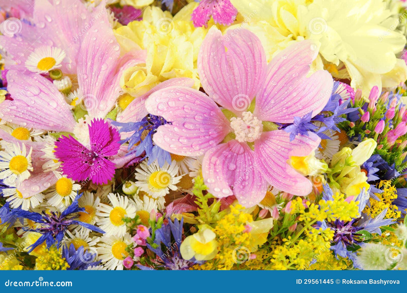 Summer flowers stock image. Image of floral, natural - 29561445
