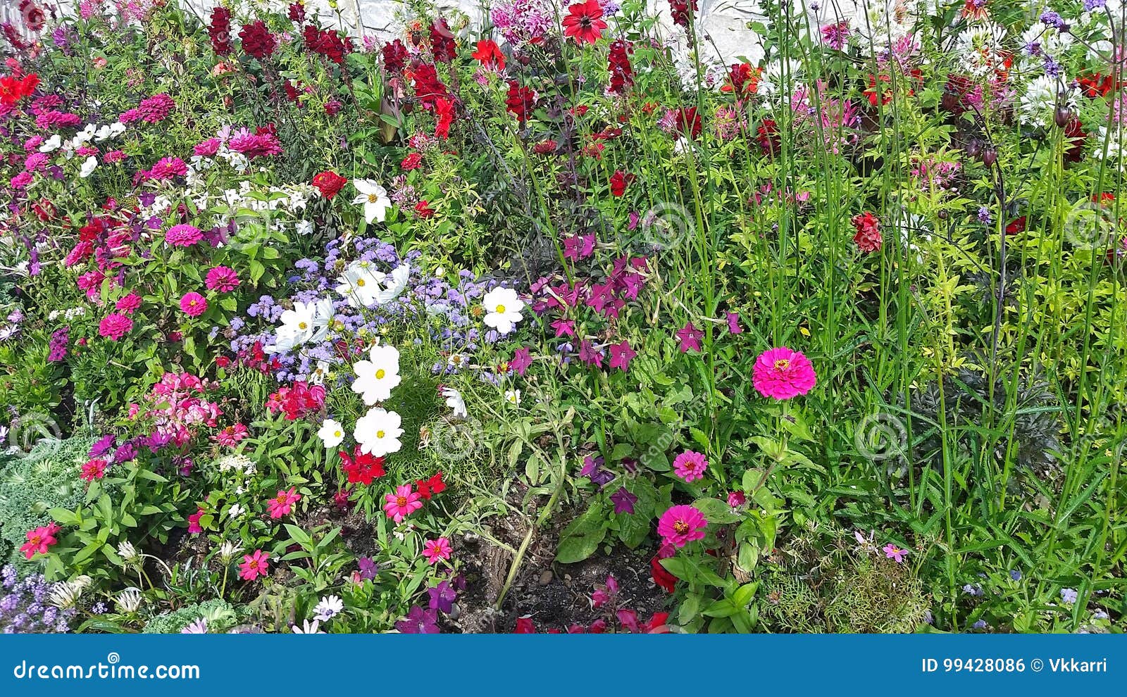 Summer flowers stock photo. Image of blooming, sumner - 99428086